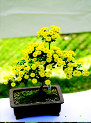 BONSAI DAN SEJARAHNYA - rumahku-online.com